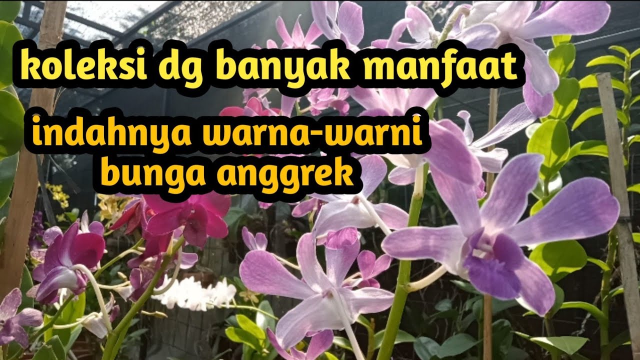 INDAHNYA WARNA-WARNI BUNGA ANGGREK, BIKIN BETAH MEMANDANGNYA - YouTube