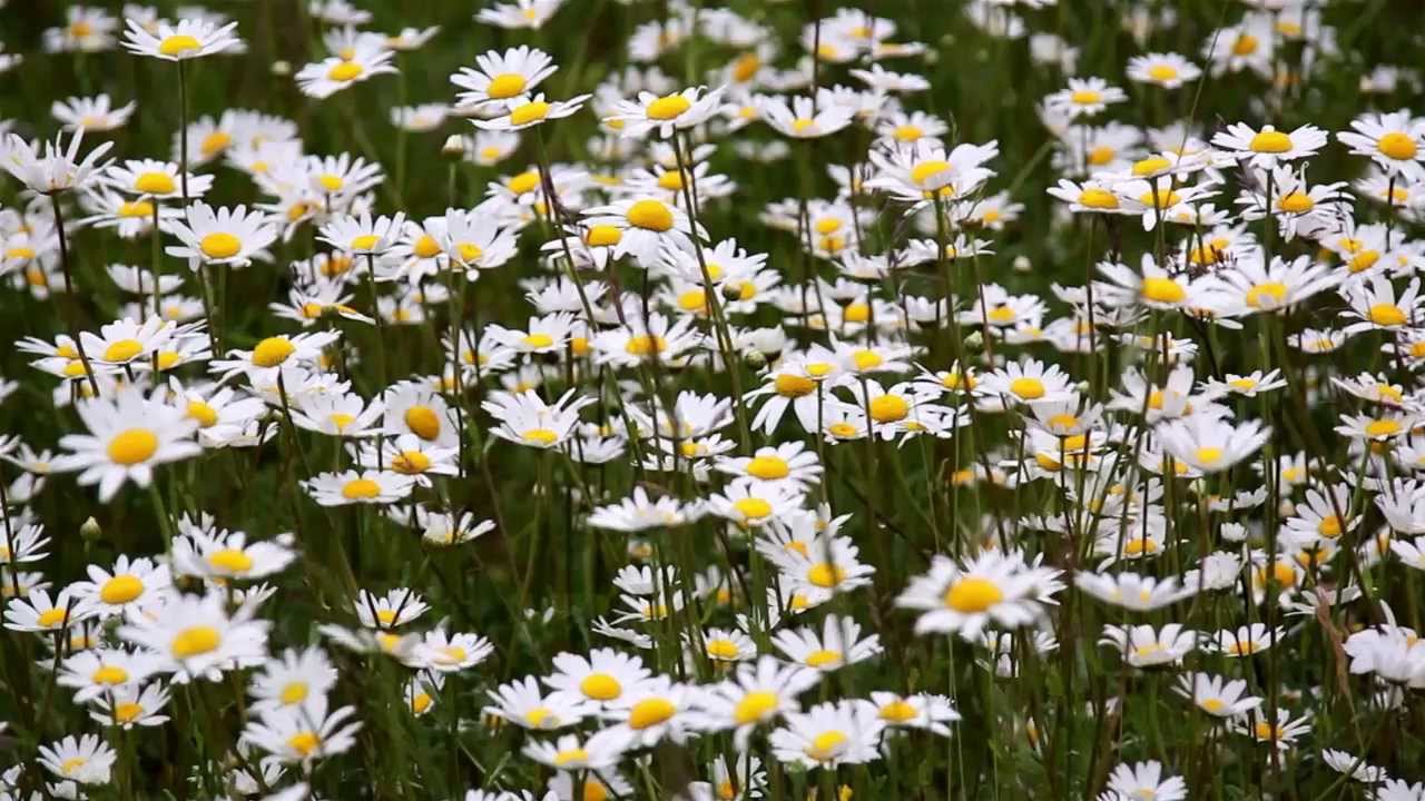 1389 Beautiful small daises in the field - YouTube