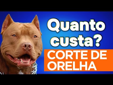 QUANTO CUSTA CORTE DE ORELHA EM 2023 E ONDE FAZER ! #conchectomia # ...