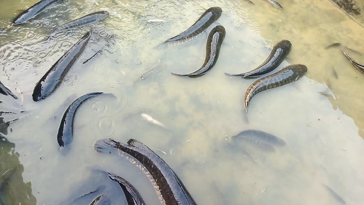 SNAKEHEAD MURREL FISH | Viral Meen | Snakehead Murrel Fish at Home ...
