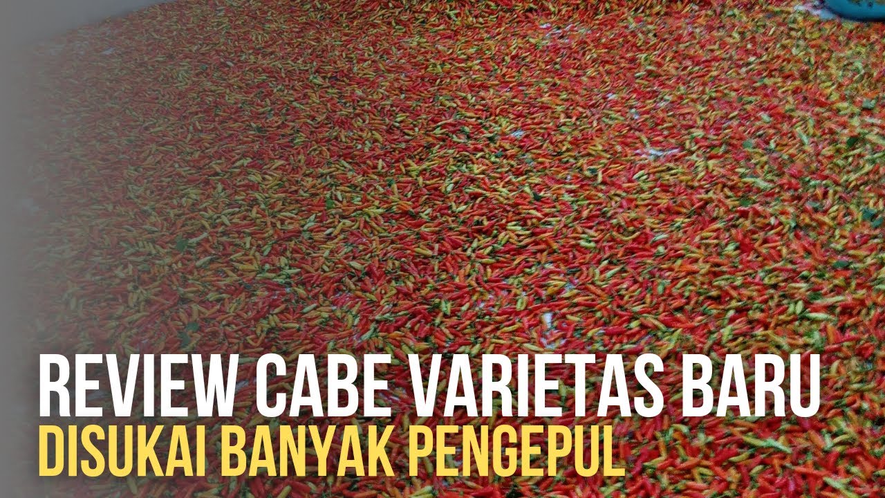 REVIEW CABE VARIETAS BARU | BUAH SUPER LEBAT| adiknya ORI 212 - YouTube