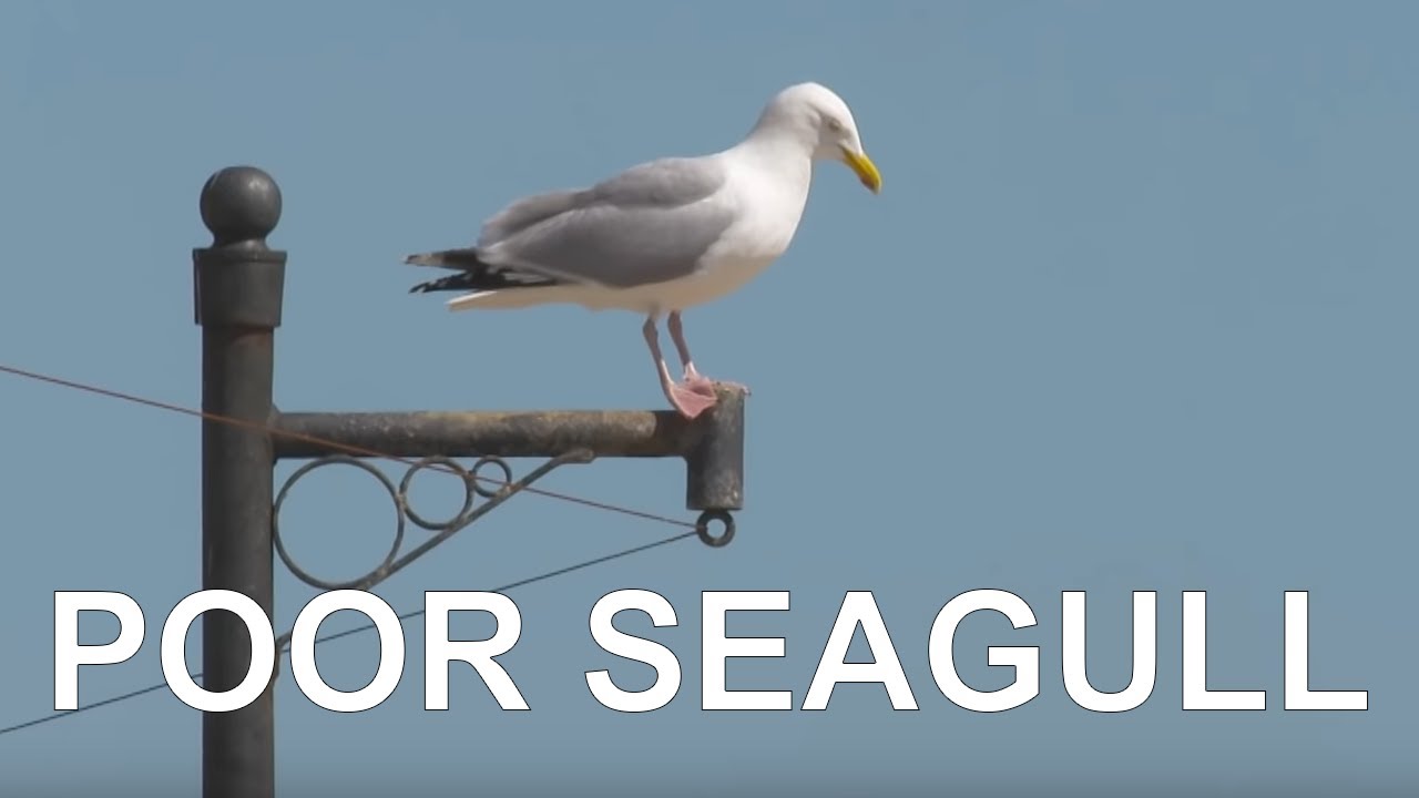 POOR SEAGULL - A short sad story - YouTube