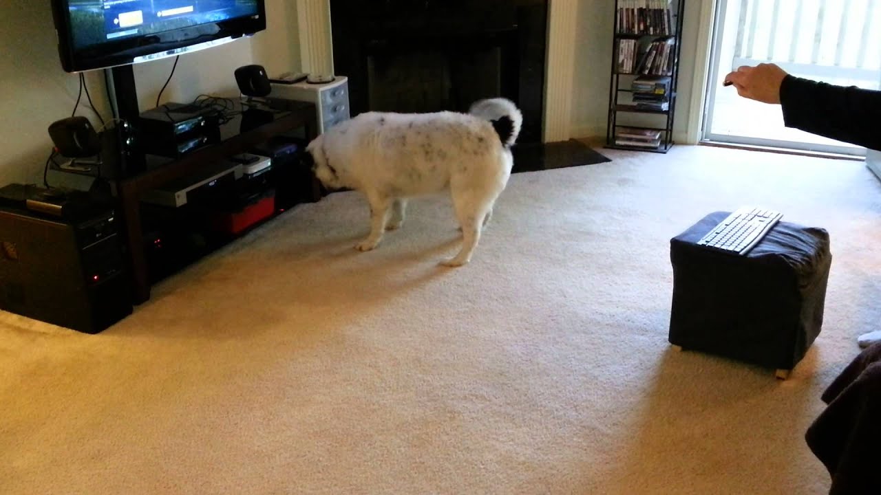 Daisy Playing with Laser Pointer - YouTube