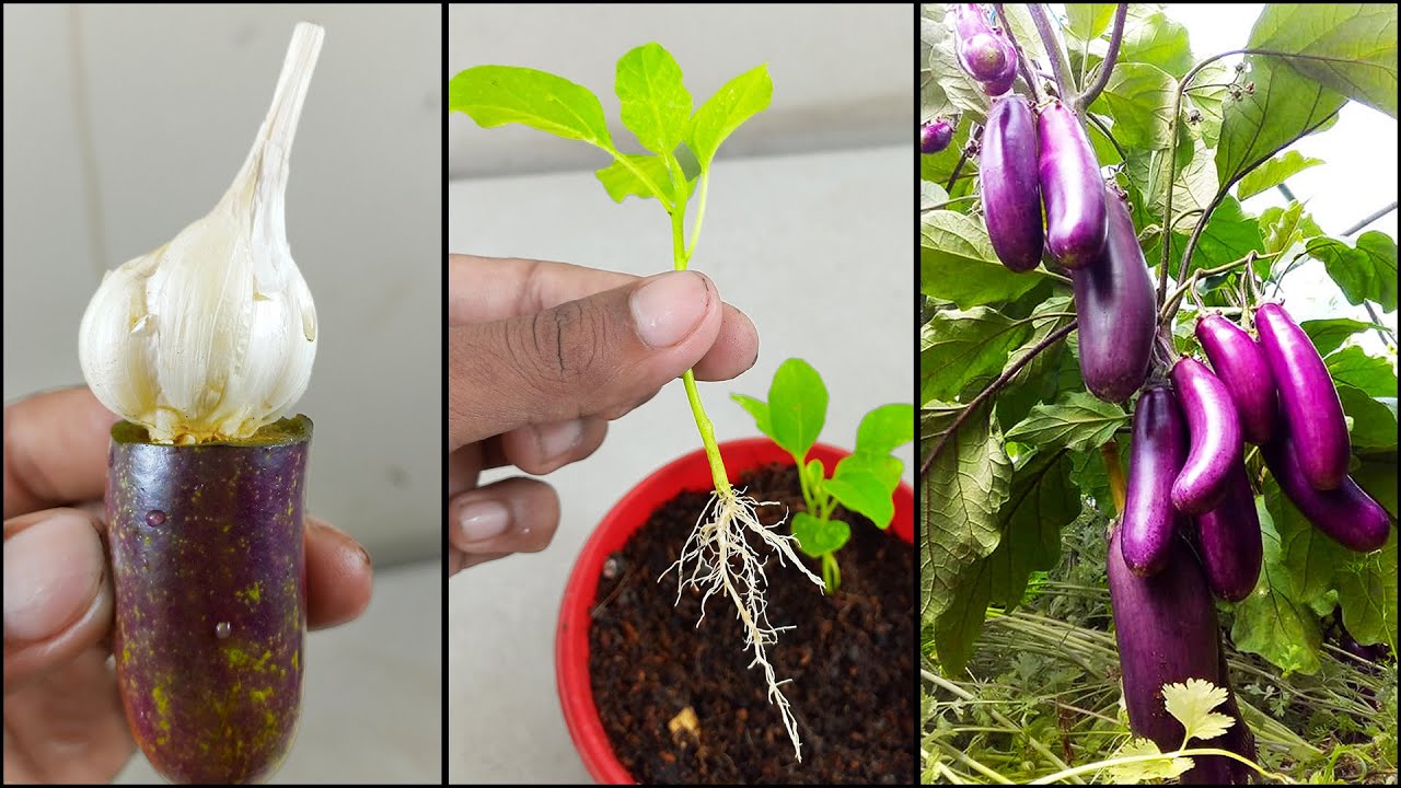 How to grow brinjal tree from brinjal cutting | Easy propagation method ...