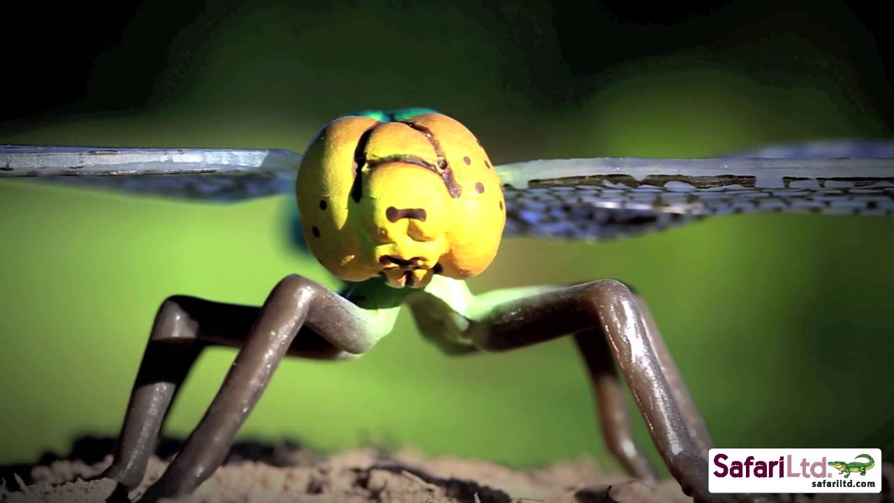 Safari Ltd® Hidden Kingdom Dragonfly - 360 degree view! - YouTube