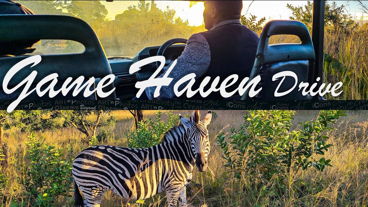 Game Haven Lodge game drive - YouTube