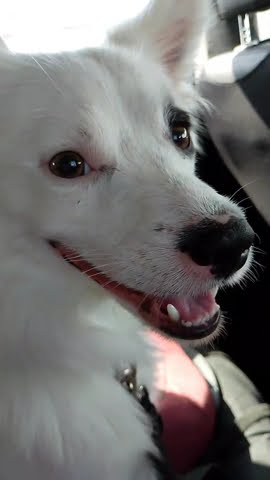 WHITE FA SALTARE TUTTA L'ITALIA - #puppy #pets #cute #funny #animals # ...