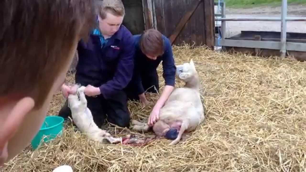 De geboorte van Shaun het schaap - YouTube