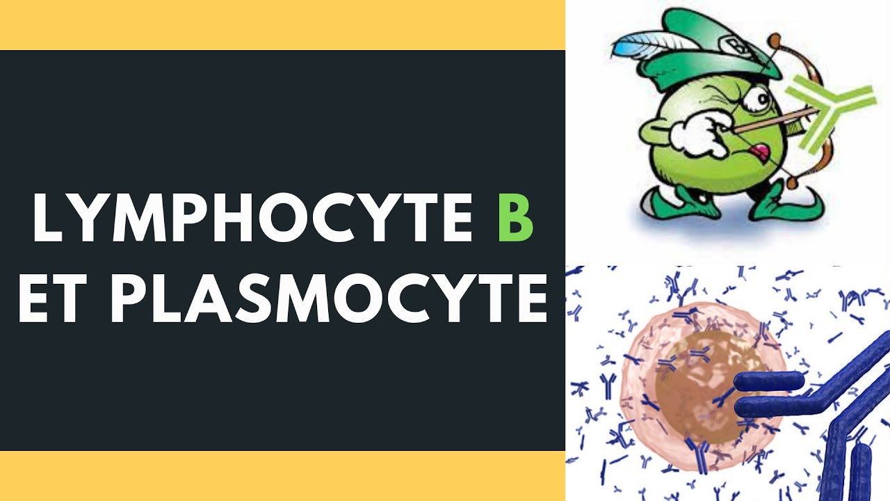 #Lymphocyte B et plasmocyte - YouTube