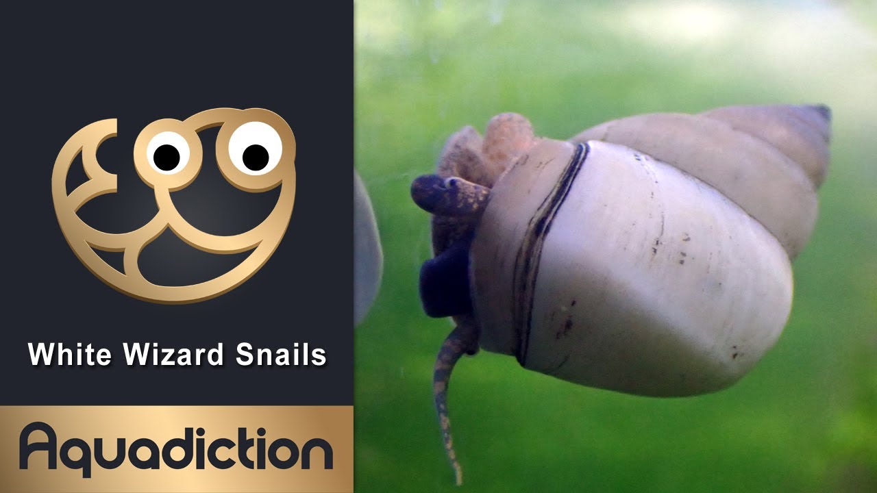 White Wizard Snails - Rare Ornamental Freshwater Aquarium Snails - YouTube