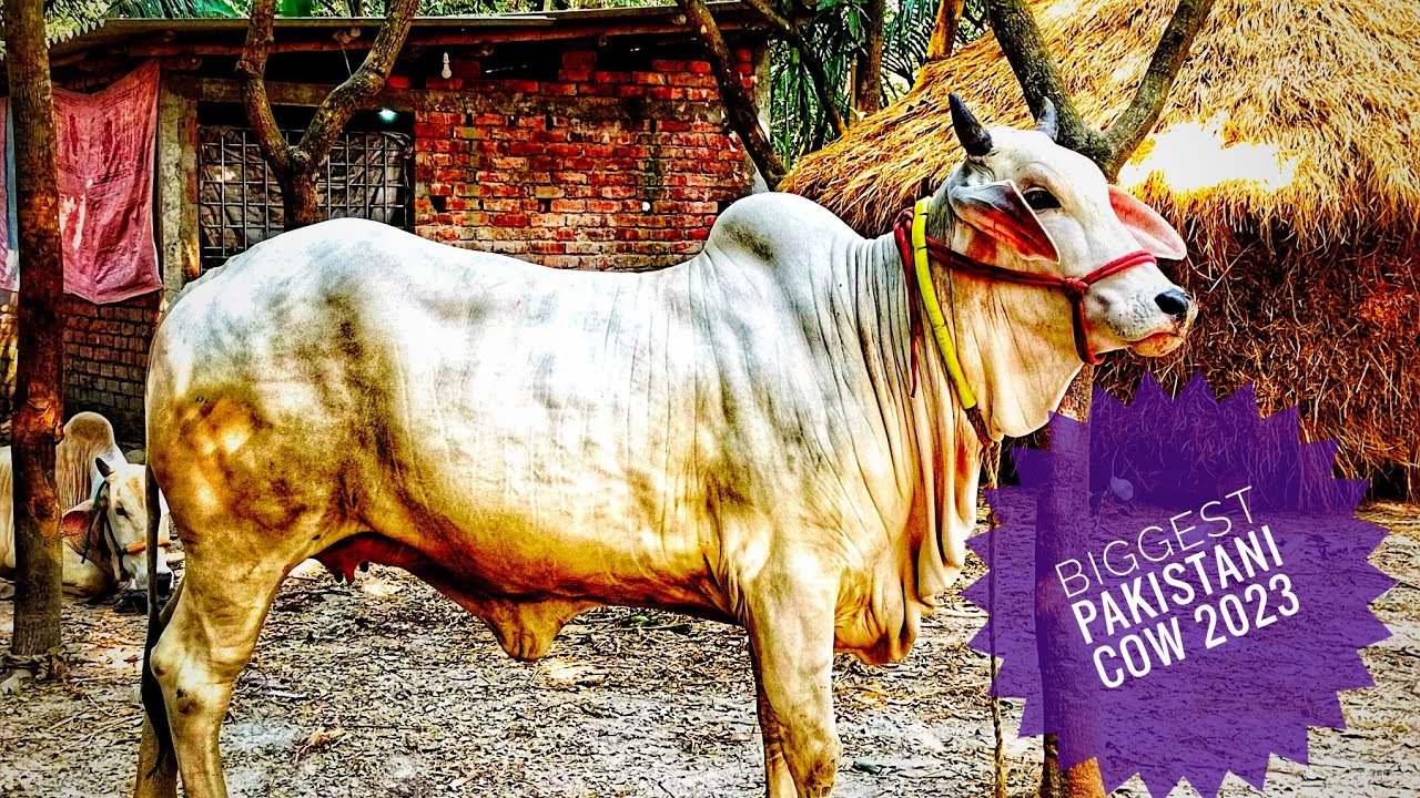 Biggest Pakistani cow ll Cow collection for 2023 eid ll#kolkatacow2023 ...