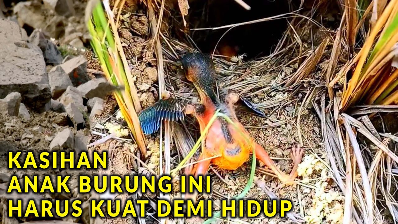 INSPIRATIF, Ingin Hidup Harus Kuat - YouTube