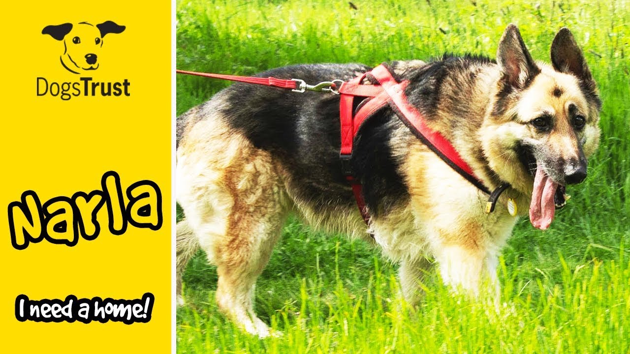 Narla is a Sweet German Shepherd Looking for a Home! | Dogs Trust ...