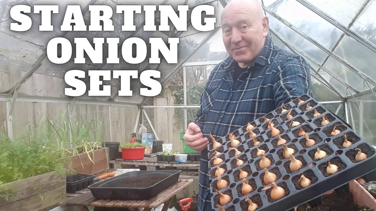 Starting Onion Sets [Gardening Allotment UK] - YouTube