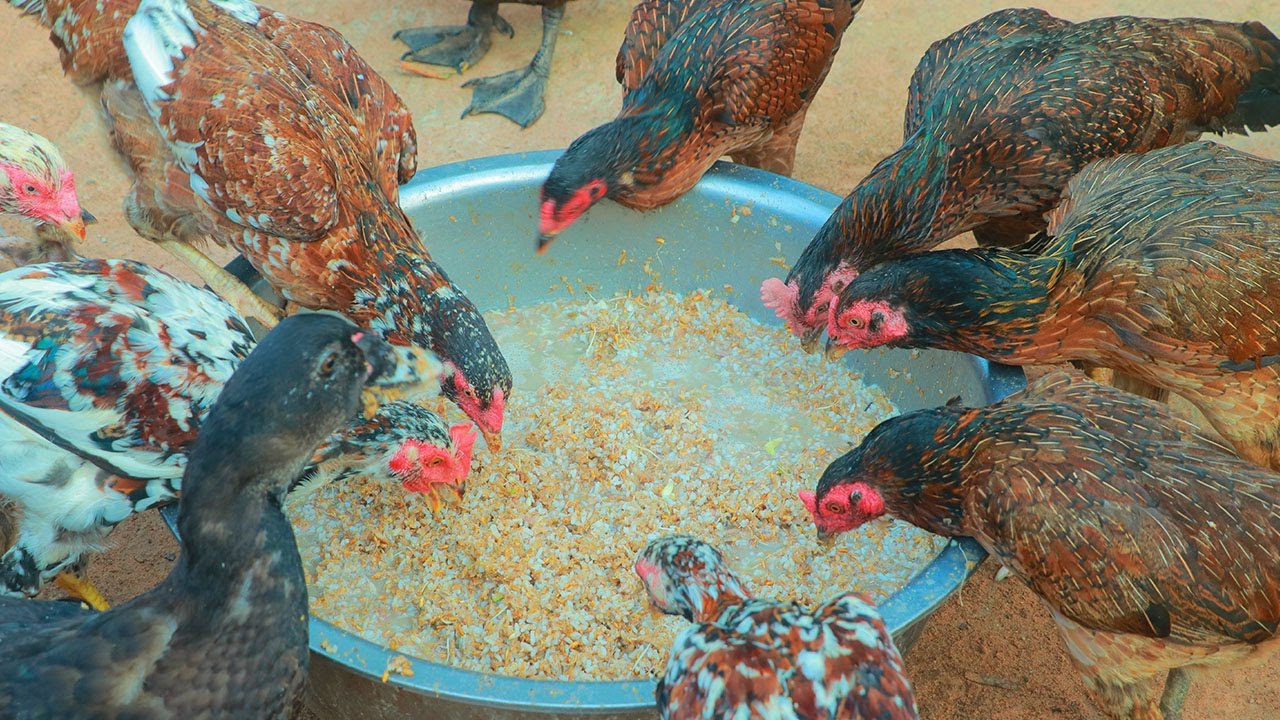Great idea for raising free-range chickens. Use banana free as free ...