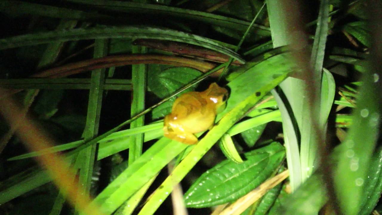 Dendropsophus minutus - YouTube