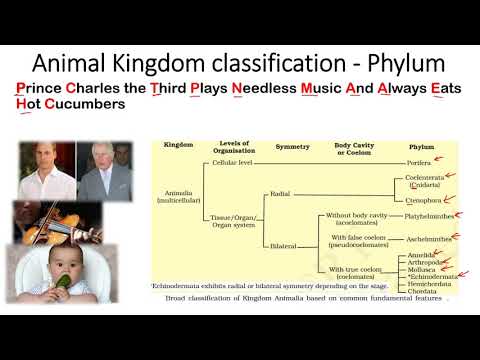 What are the 11 Phylums?