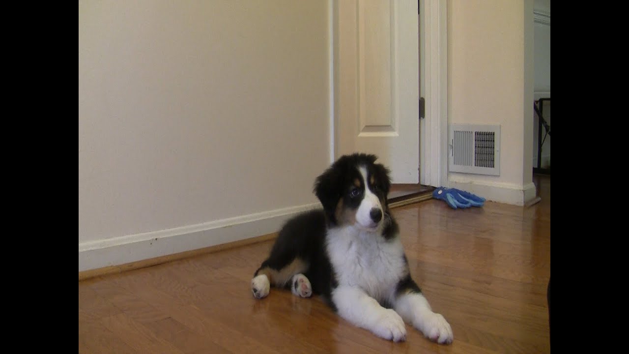 MiPha's New Tricks, 11 Weeks Old Australian Shepherd - YouTube