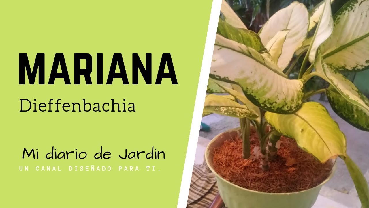 COMO CUIDAR LA DIEFFENBACHIA MARIANA, Camila, Mi diario de jardin - YouTube