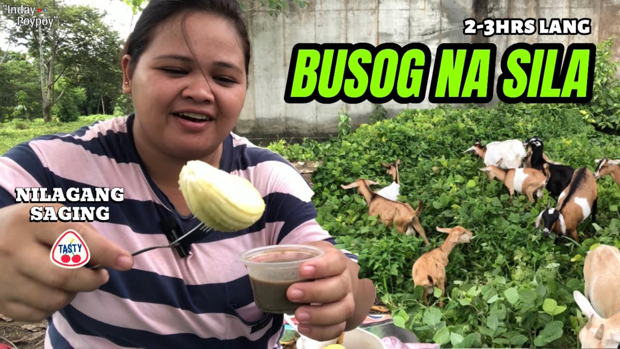 SINUBUKAN NAMING MAGPASTOL NG KAMBING + NILAGANG SAGING. | INDAY POYPOY - YouTube
