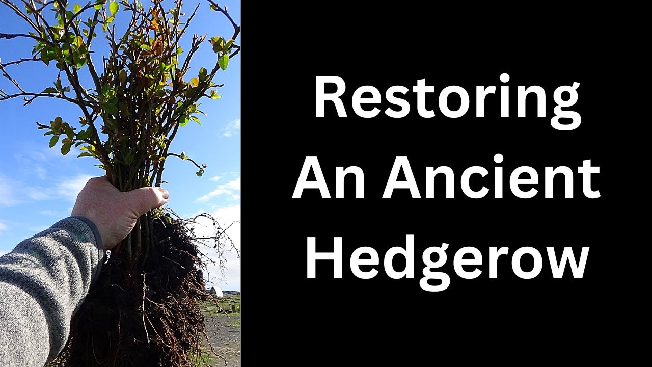 Restoring an ancient hedgerow - YouTube