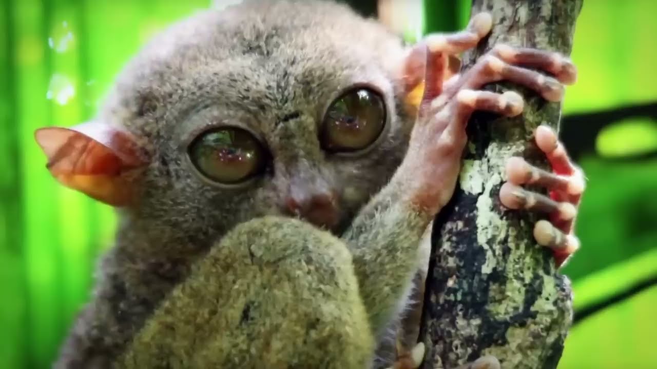 10 Animals That Came Back From Extinction - YouTube