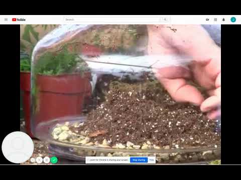 Terrariums for First Graders - YouTube