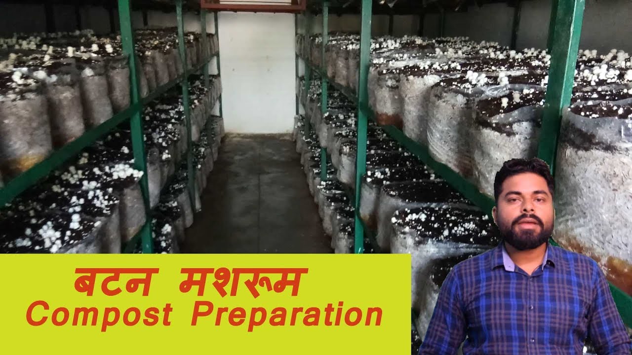 Basic Knowledge of Button Mushroom Cultivation Part Two Compost ...