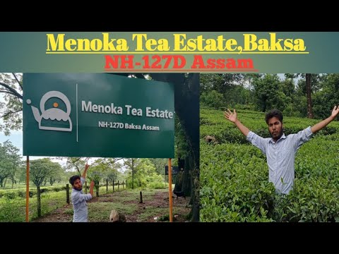 Menoka Tea Estate (Baksa) Vlog Video By Mofidul Islam,One of The ...