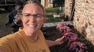 Transplanting fall mums to make them perennials