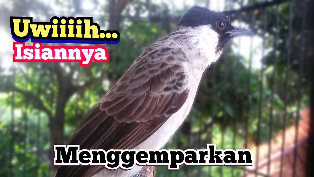 kutilang gacor full isian burung mahal.. - YouTube