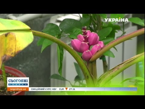 Садівниця вирощує вдома екзотичні рослини