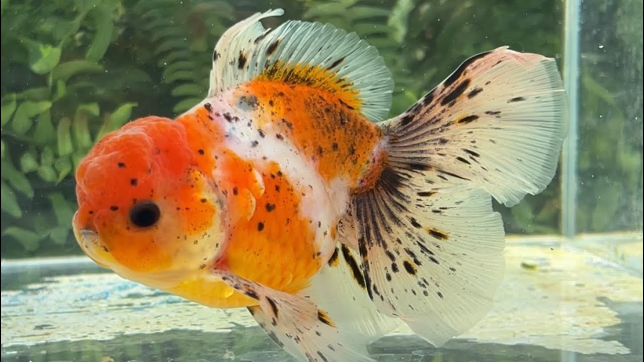 18603 Calico Rosetail Oranda - YouTube