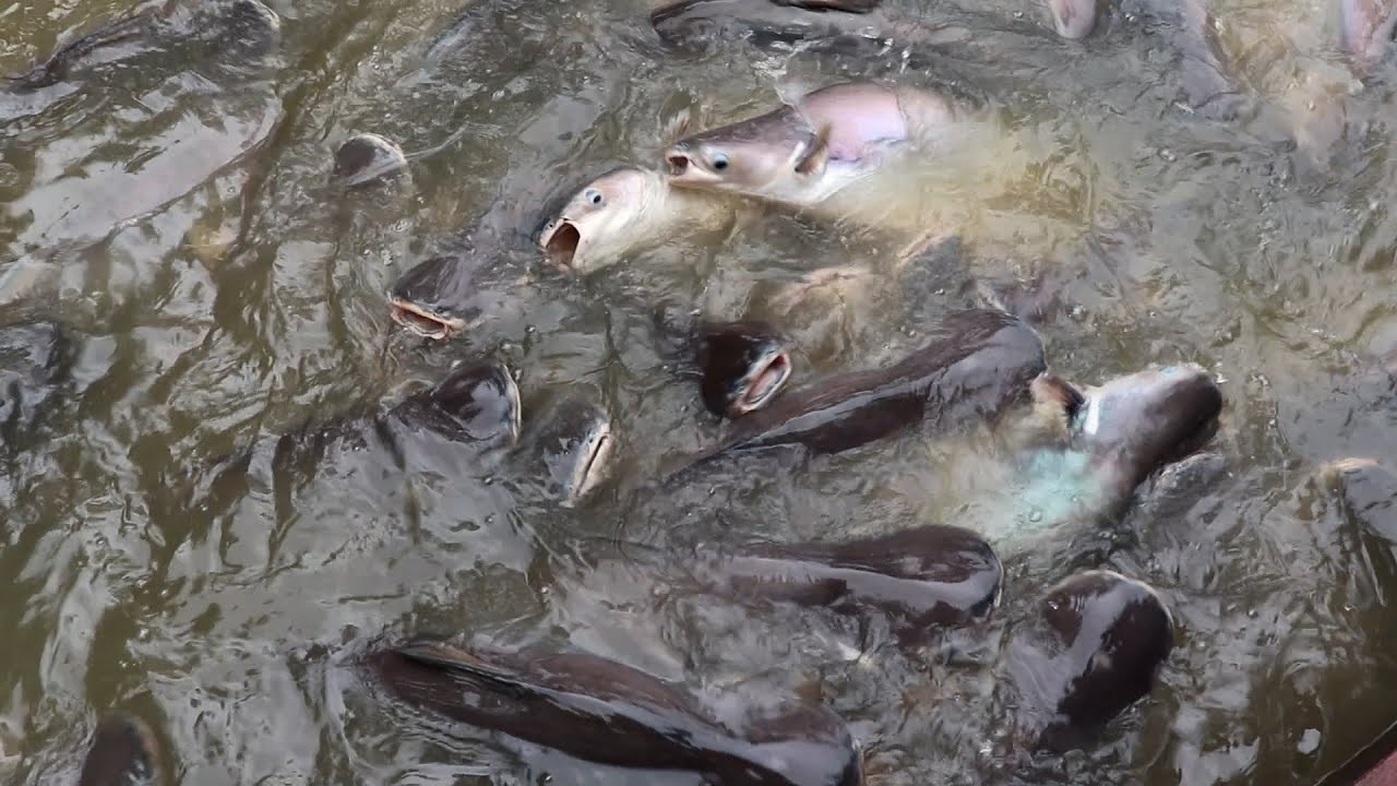 Big Fish a lot of fish in the water, giant fish, fish in the pond #003 ...