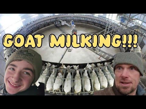 Building a Goat ROTARY Milking Parlor | Farm Construction - YouTube