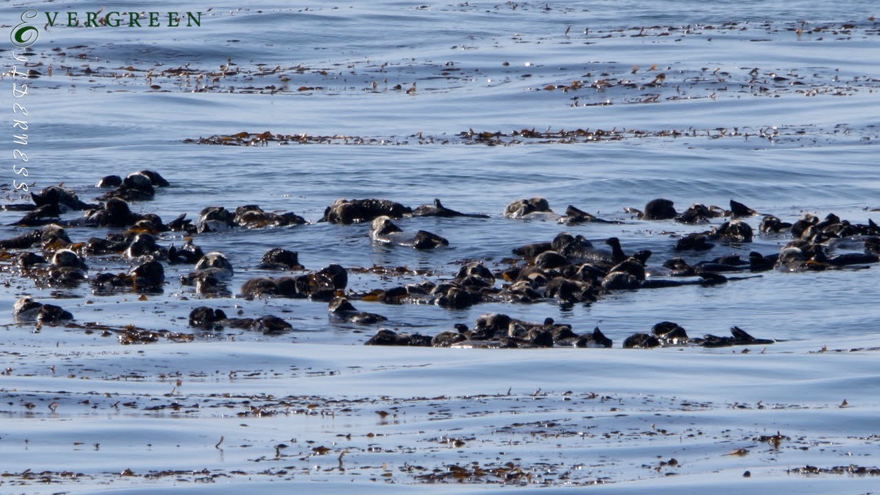 Sea Otter Raft | Olympic National Park - YouTube