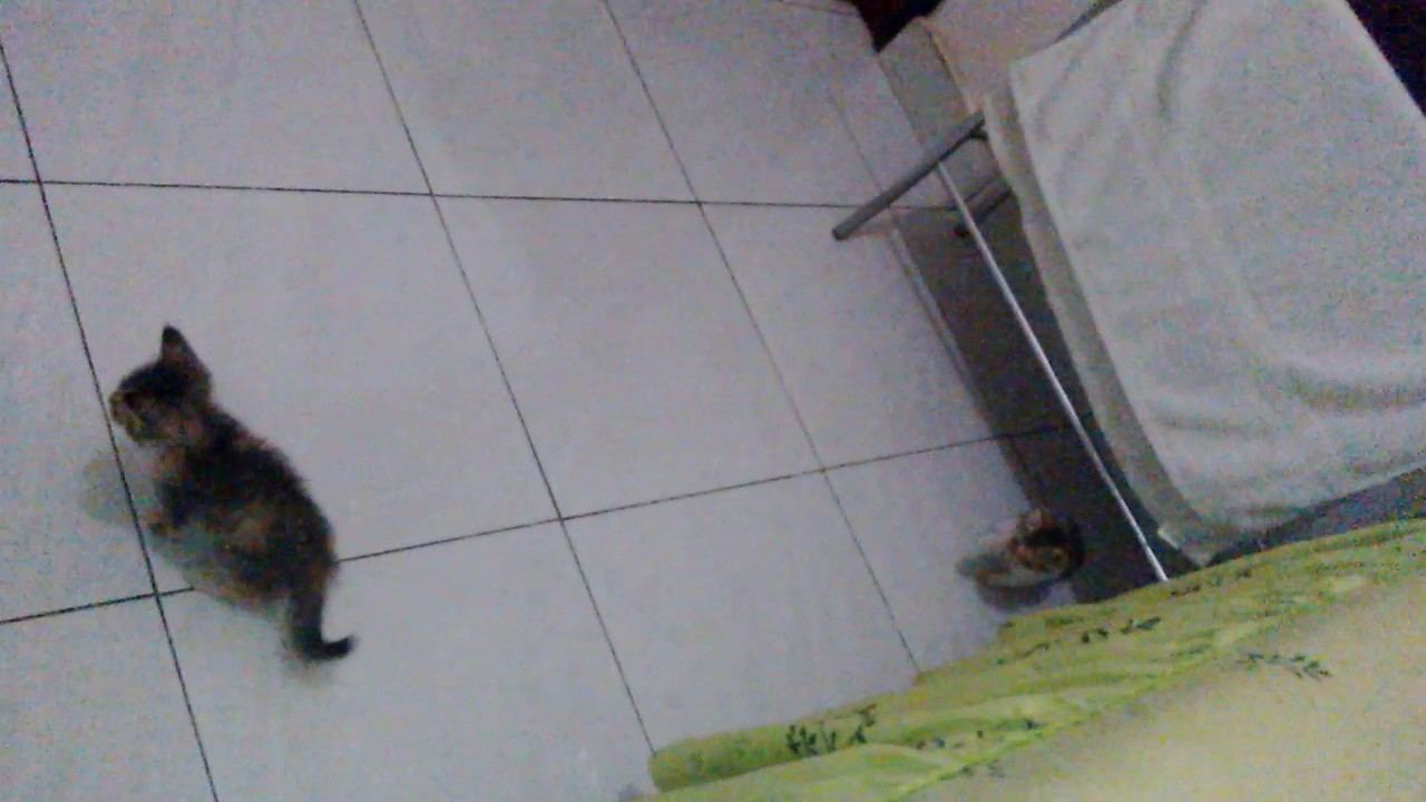 Overload... Catss - YouTube