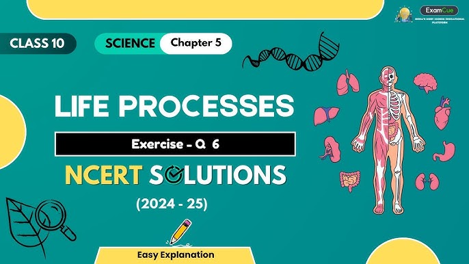 Ncert Solutions For Class 10 Science Chapter 6 Life Processes