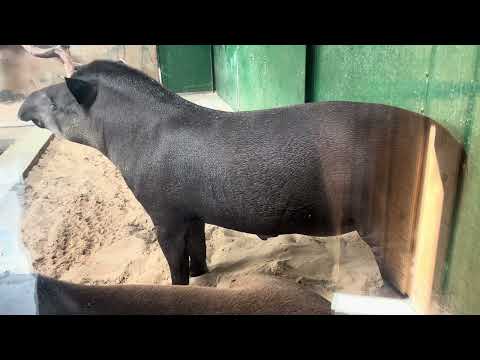 Sexual Behaviour of a male Lowland Tapir (Tapirus terrestris)