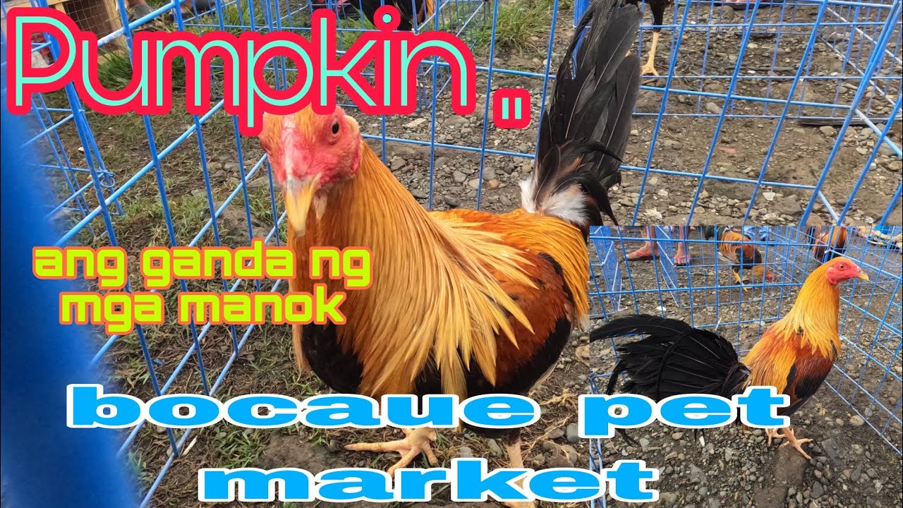 pumpkin ang ganda ng mga manok bocaue pet market - YouTube