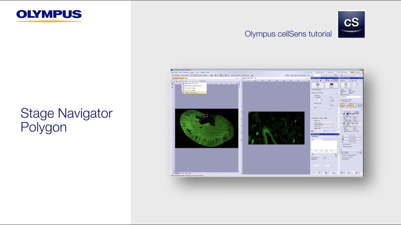 cellSens Tutorial: Stage Navigator Polygon - YouTube