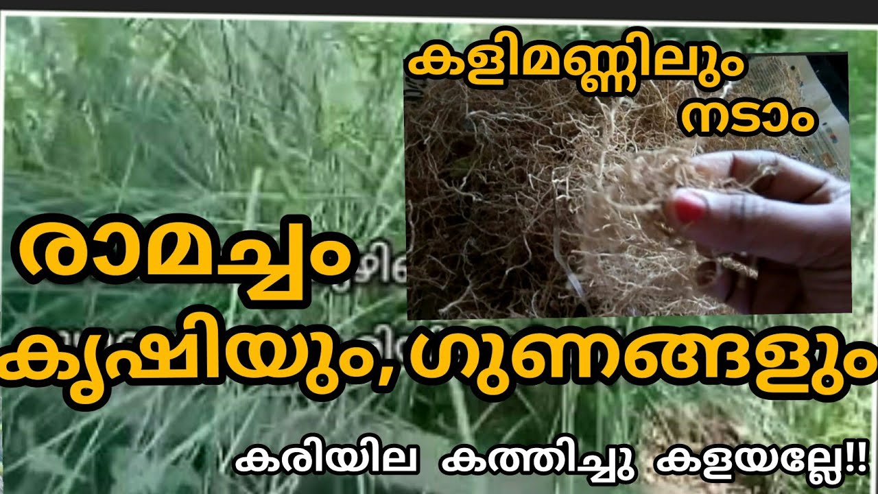 ramacham krishi and benefits|vetiver|@LailaRahmansGardening - YouTube