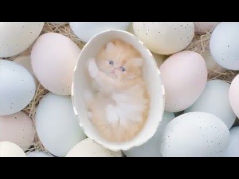 Cute cat whatsapp video status by romantic status