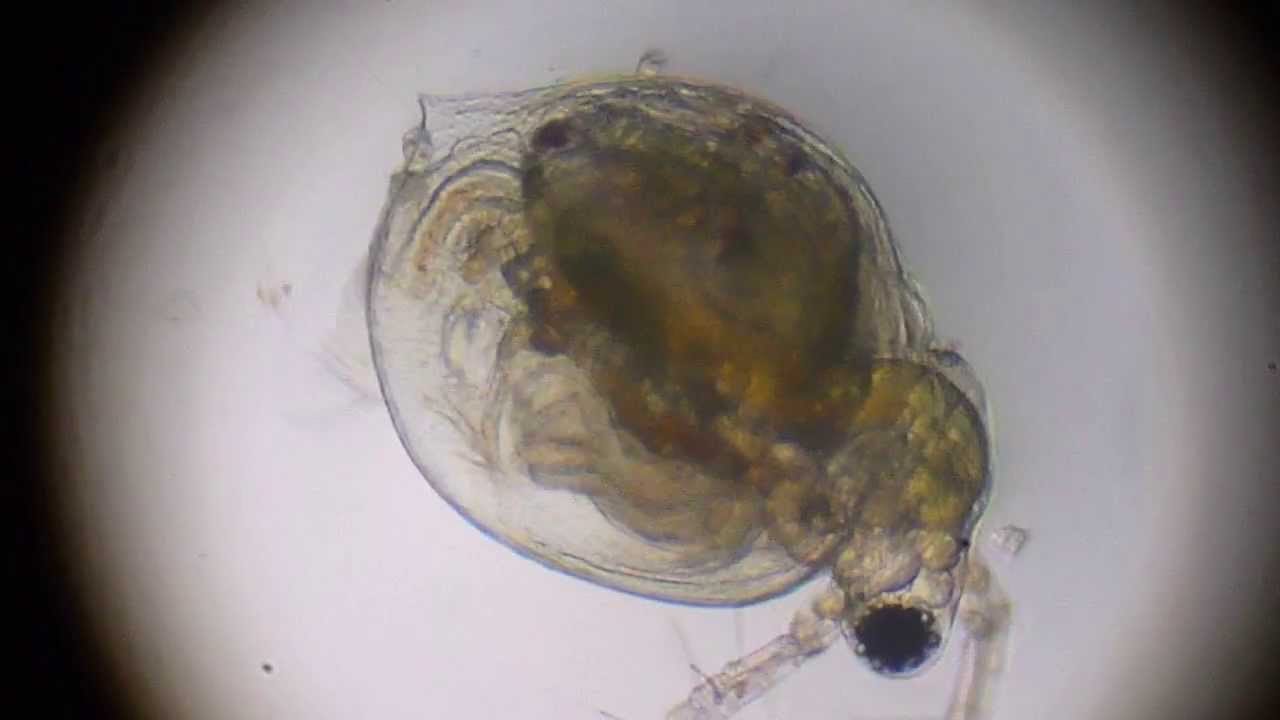 Ceriodaphnia dubia 6 - YouTube