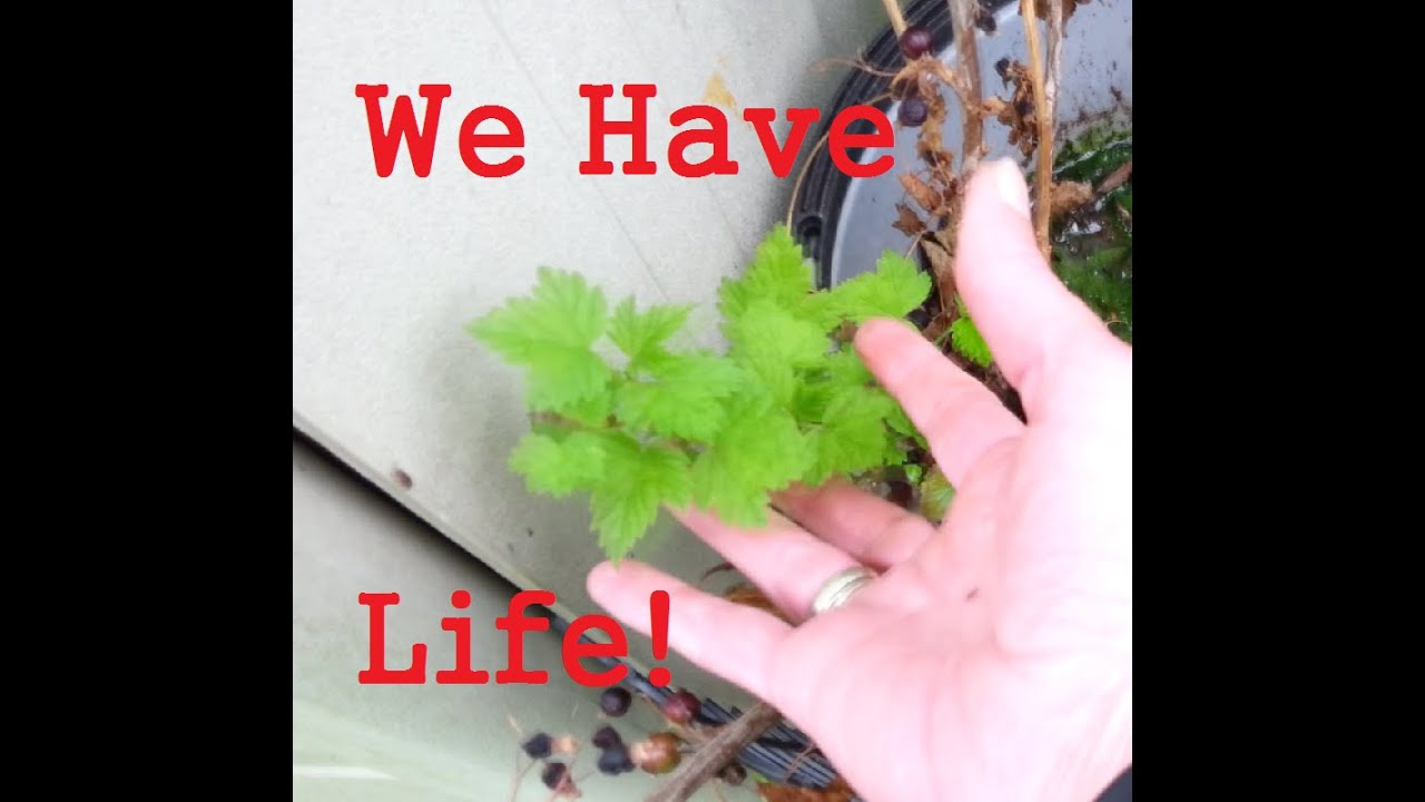 Ep 25 - We Have Life! - YouTube