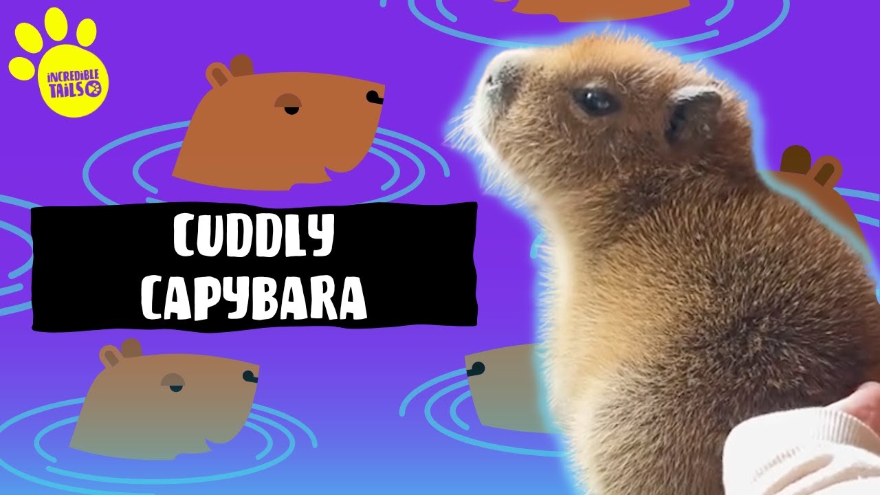 Pumpkin the Capybara loves to cuddle! 😍 | INCREDIBLE TAILS - YouTube