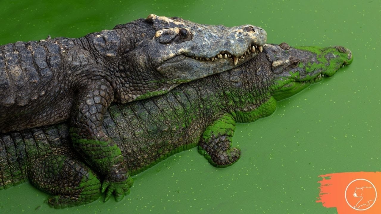 A REPRODUÇÃO DOS CROCODILOS | Tudo sobre o acasalamento dos crocodilos ...