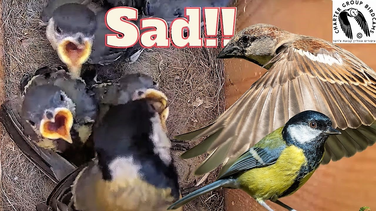 Unbelievable: House Sparrow Attacks And Kills Great Tit Parent - Must ...