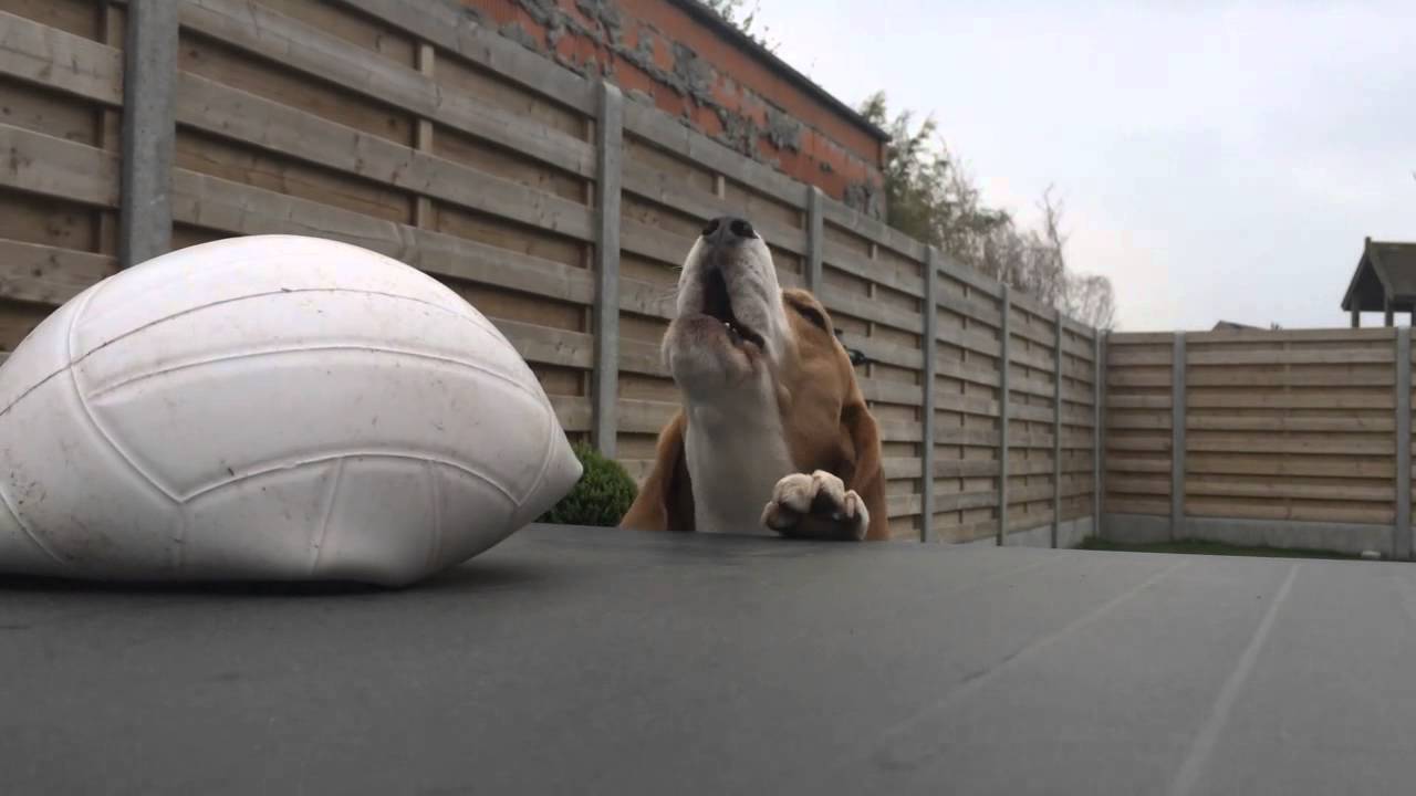 Bad Dog Crimes in 90 Seconds. This is one Bad Beagle! - YouTube