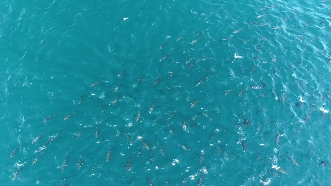 Tuna off the south shore of Long Island - July 2 2020 - YouTube